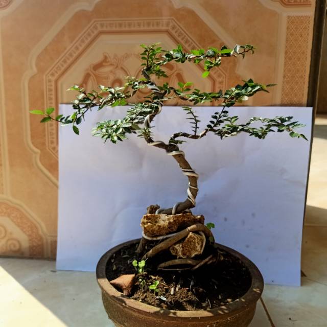 Jual Bonsai ulmus micro - tanaman bonsai ulmus mikro | Shopee Indonesia Jual Bonsai ulmus micro - tanaman bonsai ulmus mikro | Shopee Indonesia