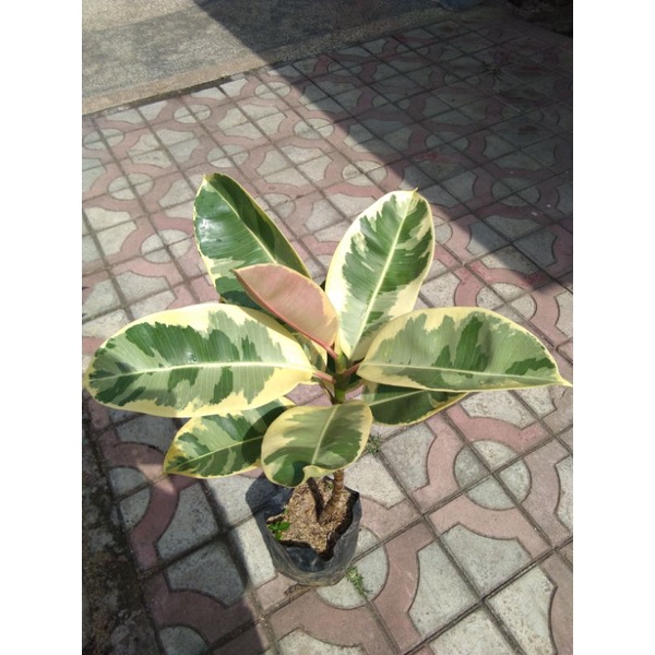 Jual Tanaman Karet Kebo Varigata / Ficus Elastica Variegated | Shopee ...