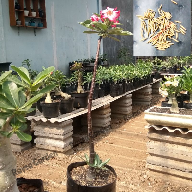 Jual benih biji adenium black somalense | Shopee Indonesia