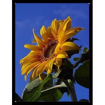 Jual Buruan Serbu Mongolian Giant Hybrid (Seed) | Shopee Indonesia