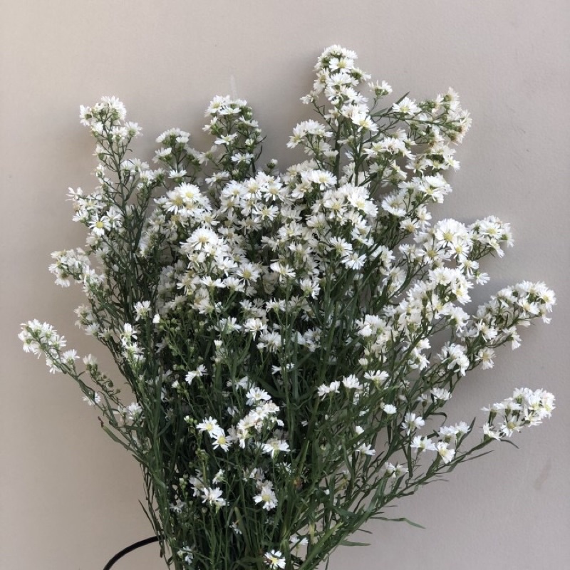 Jual peacock flower bunga pikok bunga segar fresh flower tangerang bsd ...