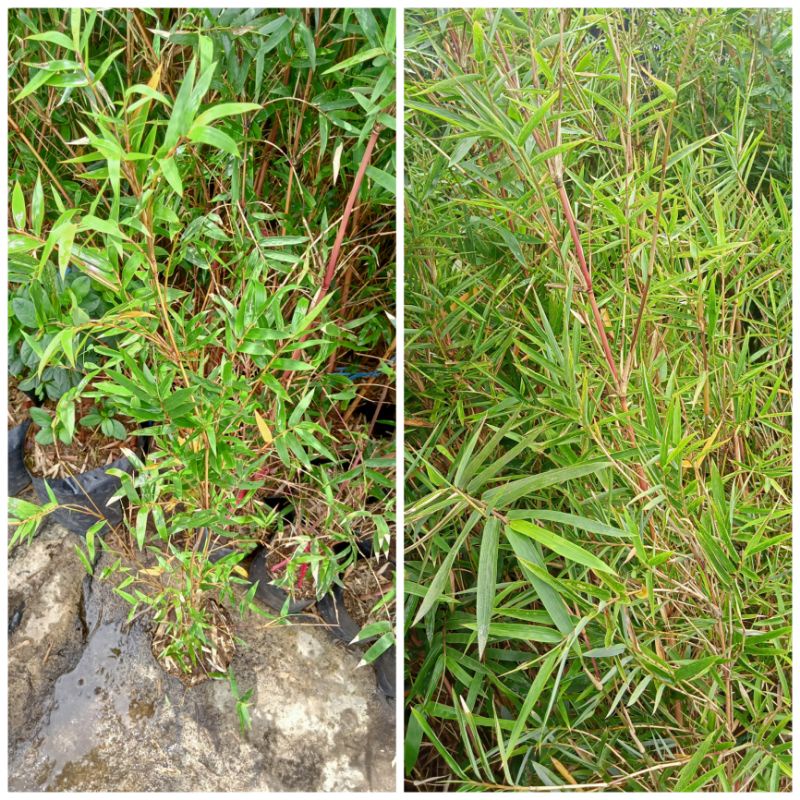Jual Tanaman bambu kuning cacing | Shopee Indonesia