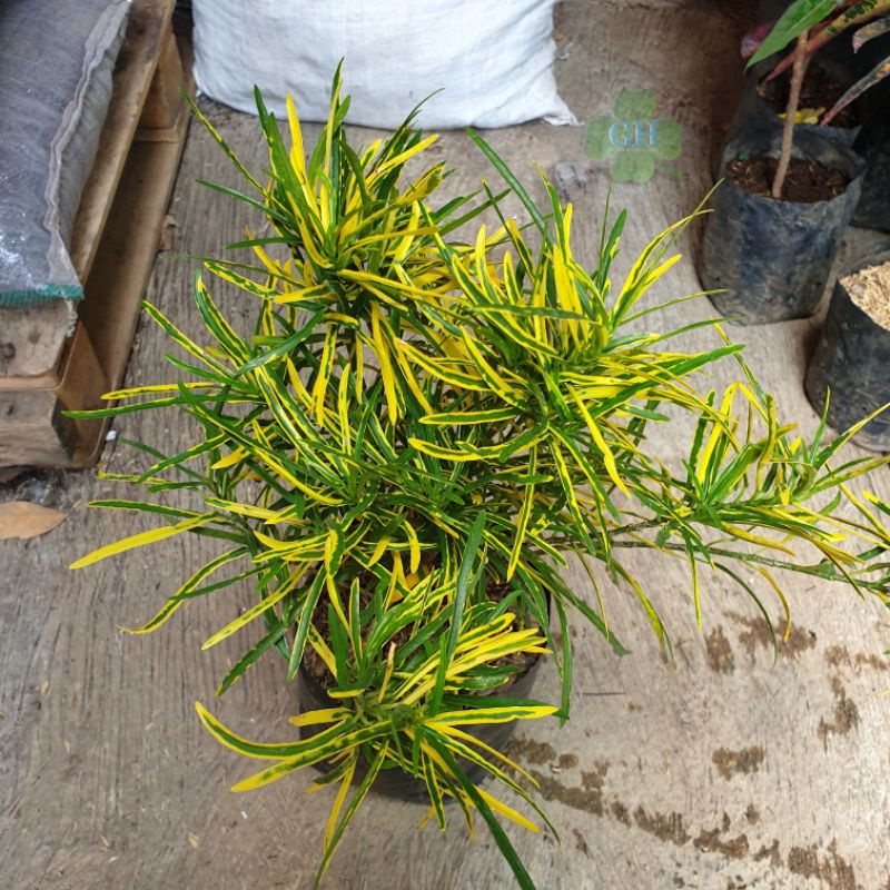 Jual Tanaman Hias Puring Teri Kuning Garis Hijau Codiaeum Variegatum ...