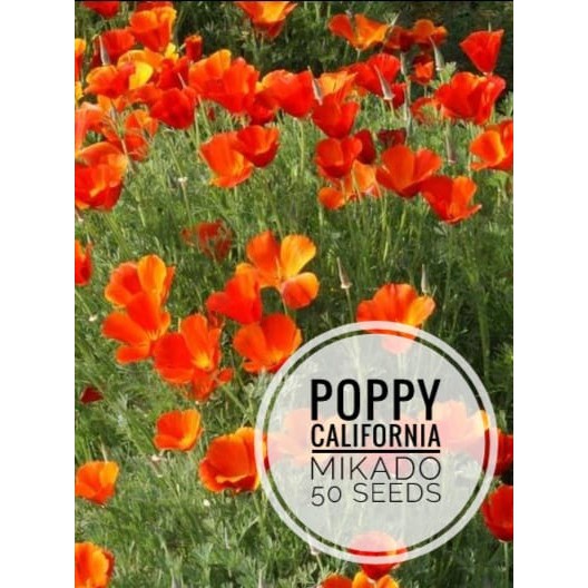 Jual Poppy California Mikado 50 Biji (Benih Biji Bibit Tanaman Bunga ...