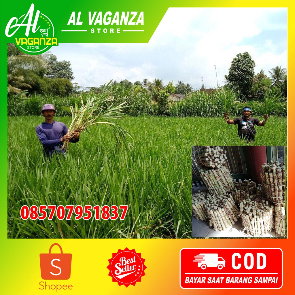 Jual Bibit Rumput Pakan Ternak Benih Rumput ODOT - Kemasan 25 KG ...