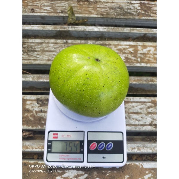 Jual jual buah black sapote jumbo/buah puding coklat 500gr | Shopee ... Jual jual buah black sapote jumbo/buah puding coklat 500gr | Shopee ...
