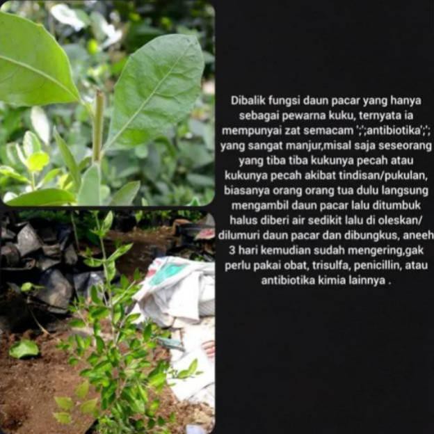 Jual Di5Kon Bibit Pohon Pacar Arab - Tanaman Pewarna Kuku Pohon Daun ...