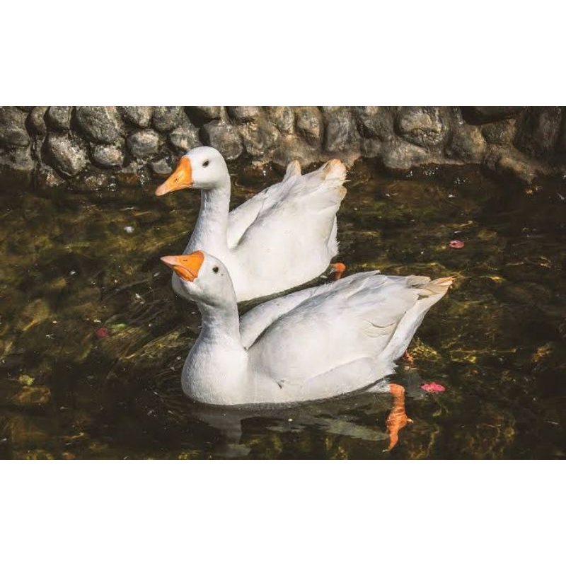 Jual TELUR FERTIL BEBEK PEKING F1 INDUKAN BOBOT 3-5KG UNTUK DI TETASKAN ...
