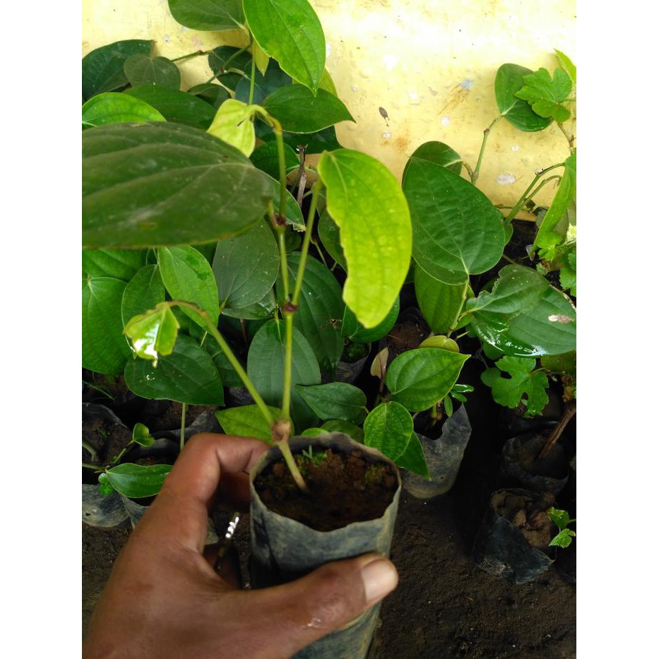 Jual Dm= Bibit Tanaman Lada Perdu Tanaman Hidup! | Shopee Indonesia