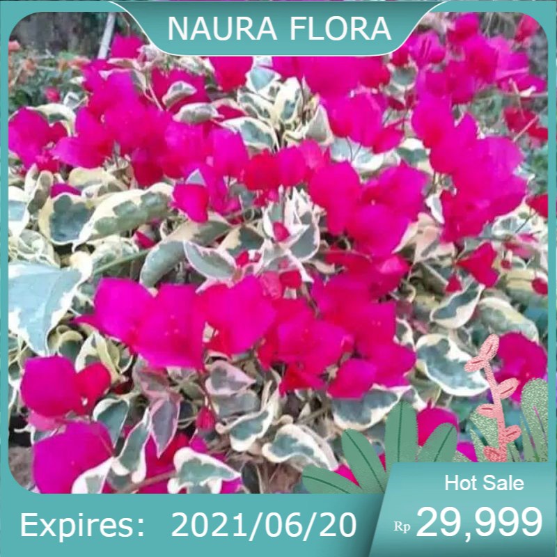 Jual pohon bugenvil varigata-Tanaman bugenvil varigata bunga merah ...