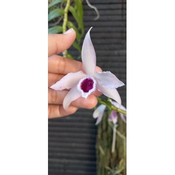 Jual Dendrobium Anosmum Huttoni SPIK | Shopee Indonesia
