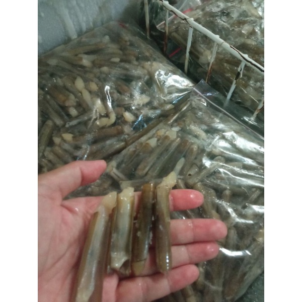 Jual Kerang Bambu / Pepahat | Shopee Indonesia