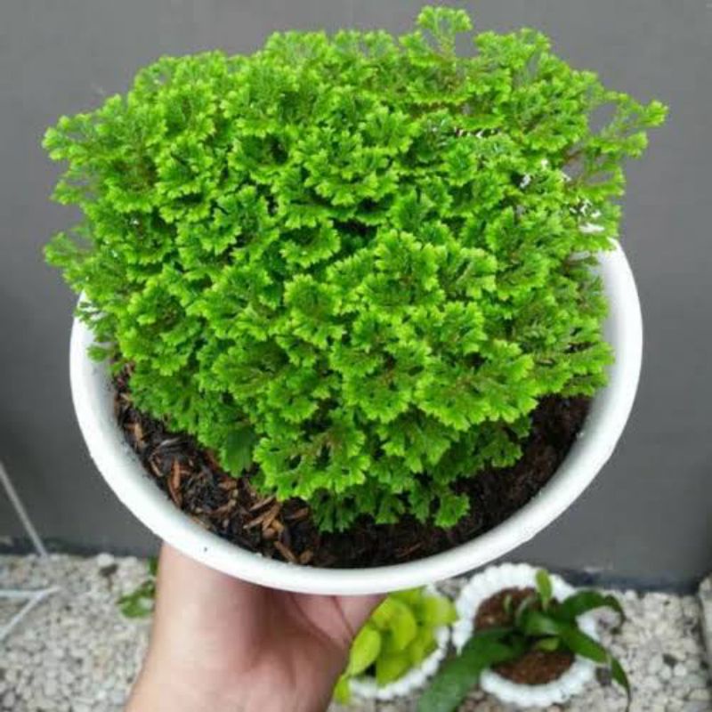 Jual Tanaman hias Rumput Papua / lumut ambon Tanaman Hias Rumput Papua ...