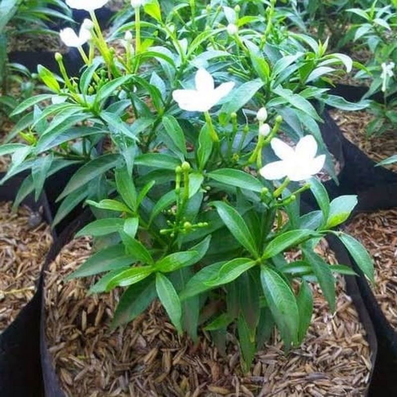 Jual TANAMAN HIAS RAMBUSA MINI (Tabernaemontana corymbosa) | Shopee ...