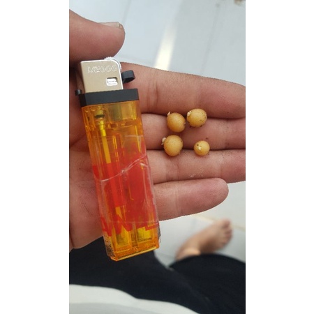 Jual Bibit Kentang/Benih kentang/Kentang G0 (Granola L) {Bibit kentang ...