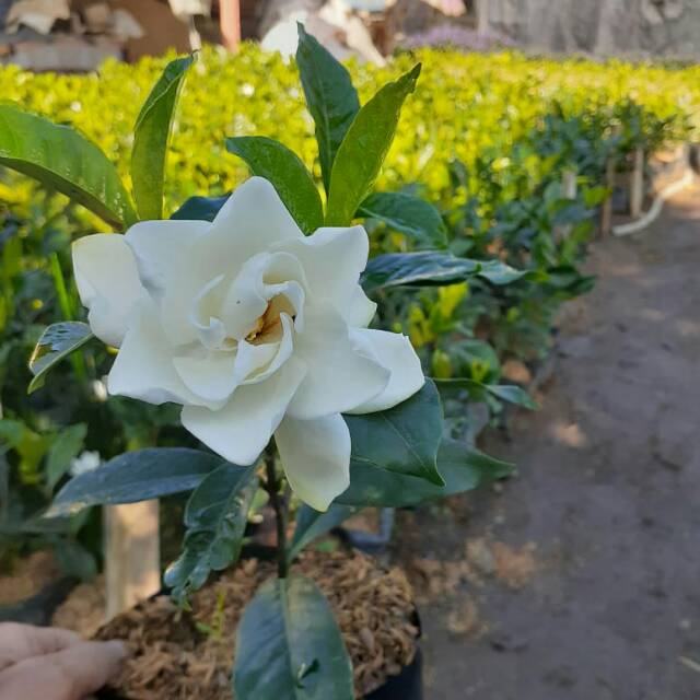 Jual Gardenia jasminoides BUNGA CEPIRING/kacapiring | Shopee Indonesia