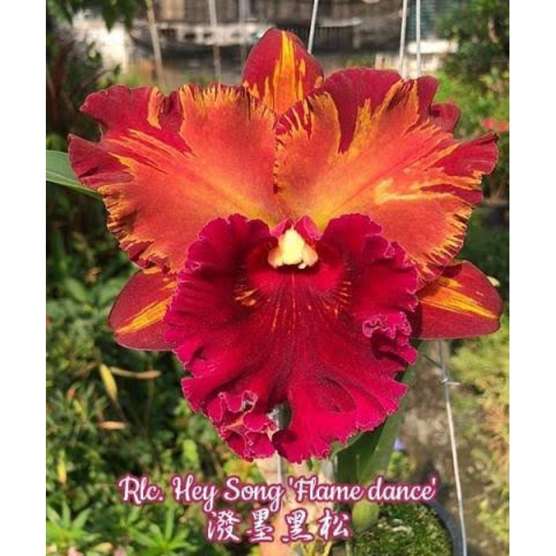 Jual Anggrek Cattleya Rlc. Hey Song 'Flame Dance Mutation | Shopee ...