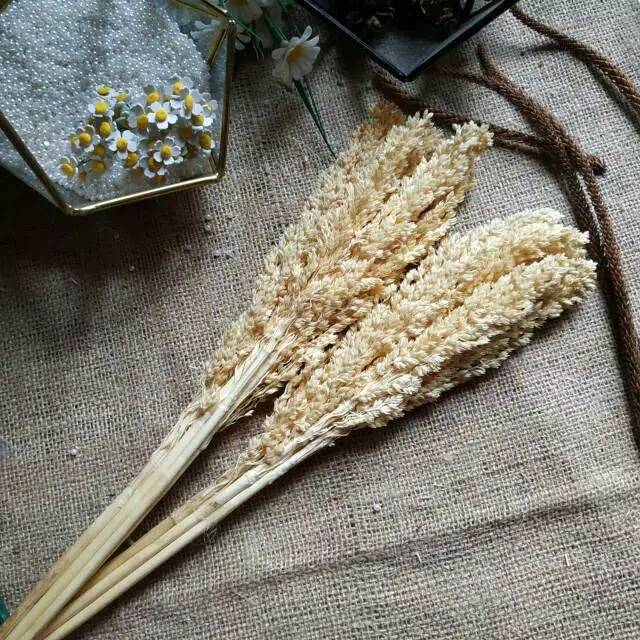 Jual Hiasan bunga gandum | Shopee Indonesia