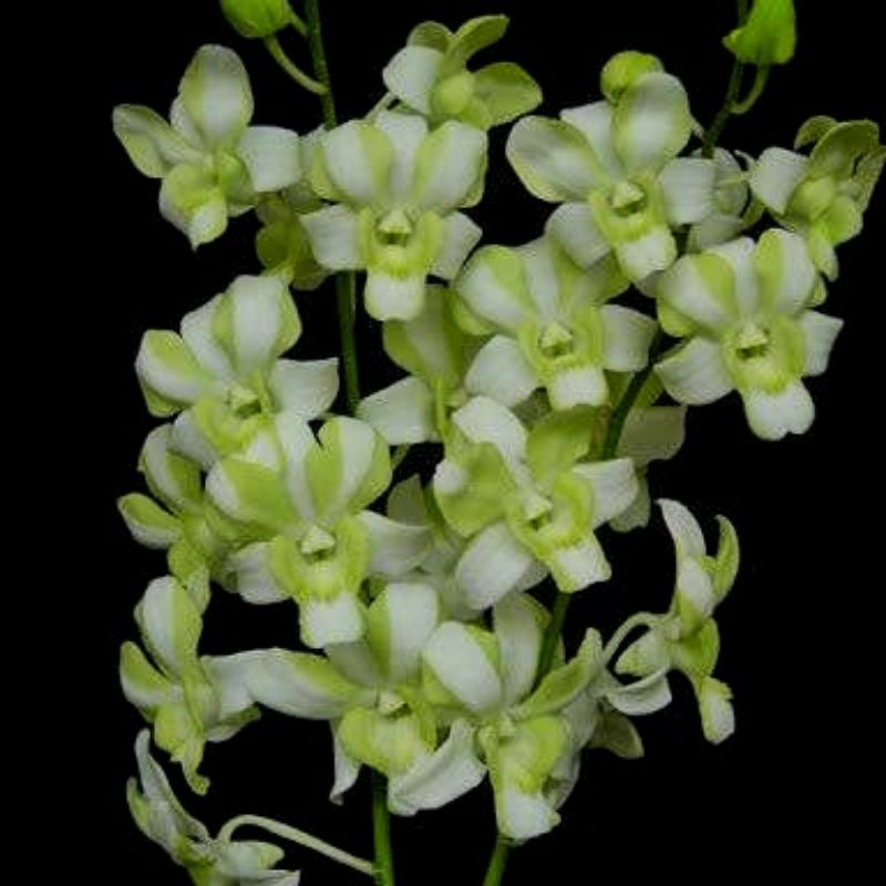 Jual Anggrek dendrobium bulat seedling (Liberty White) | Shopee Indonesia Jual Anggrek dendrobium bulat seedling (Liberty White) | Shopee Indonesia