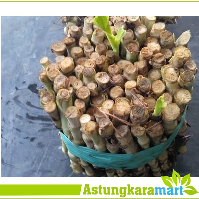 Jual Bibit Benih Tanaman Rumput ODOT KOLONJONO (RUMPUT GAJAH)-Kemasan ...