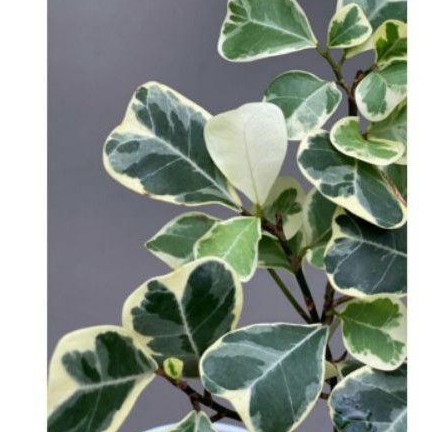 Jual tanaman hias ficus variegata - ficus triangularis | Shopee Indonesia