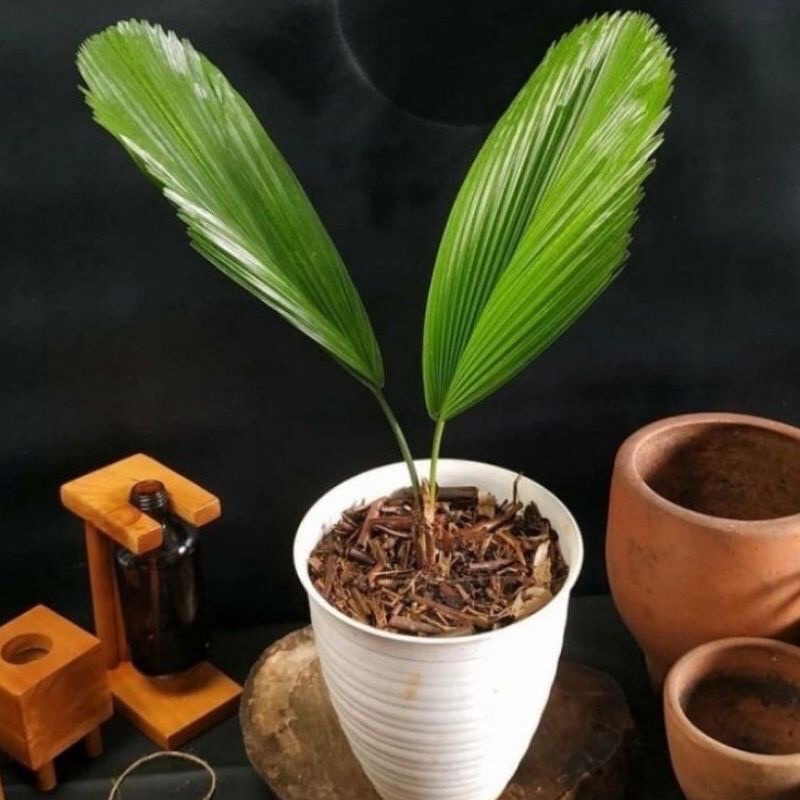 Jual ( BISA COD ) Tanaman Hias Palem Kol Bibit / Tanaman Indoor Pohon ...