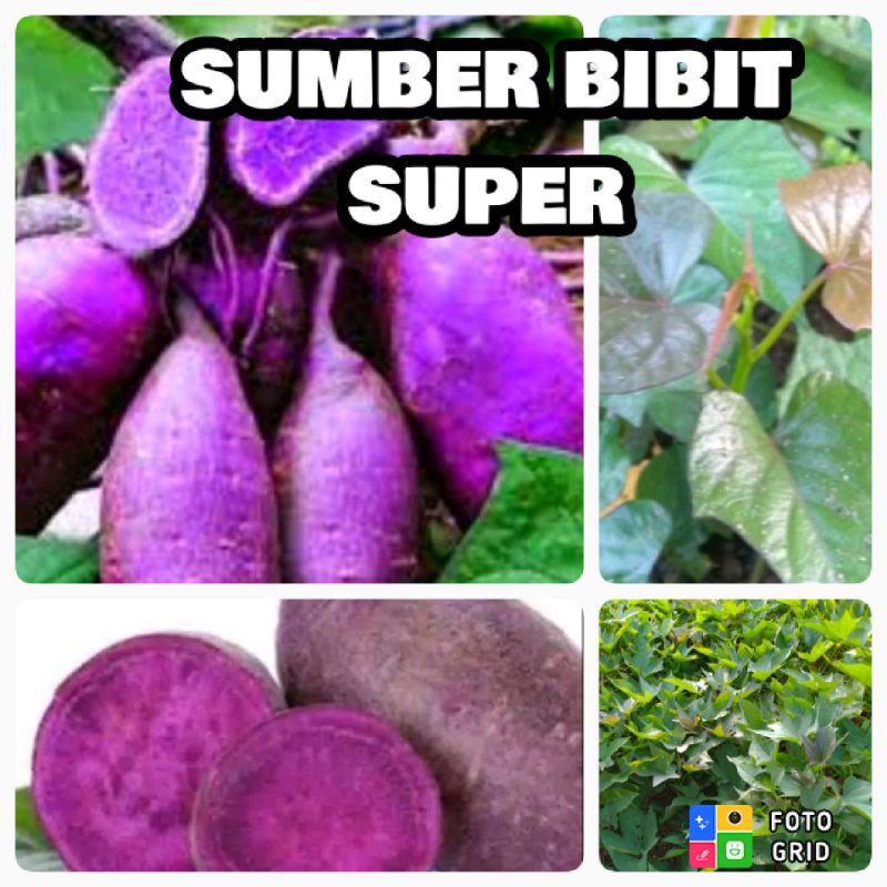 Jual Bibit Ubi ungu ketela ungu full akar siap tanam | Shopee Indonesia