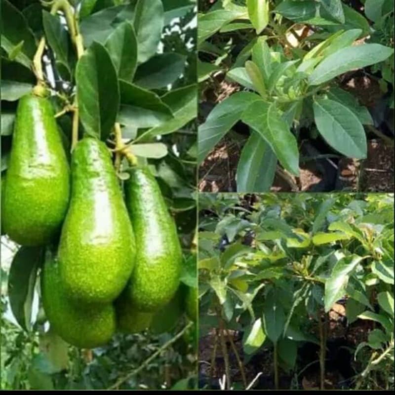 Jual Bibit Alpukat Pluwang // Alpukat Greenstar original cepat berbuah ...