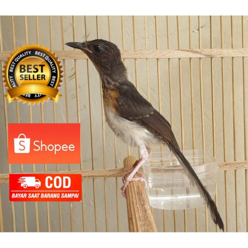 Jual MURAI BATU BAHOROK BETINA BODY JUMBO INDUKAN JUARA | Shopee Indonesia