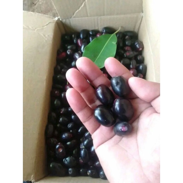 Jual Buah Juwet/duwet hitam manis 1 kg instan | Shopee Indonesia