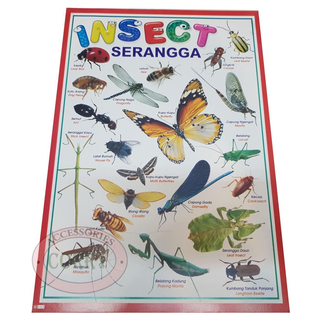 Jual Karton Gambar Edukasi Anak Belajar Gambar Serangga Insect 34 X 49 ...