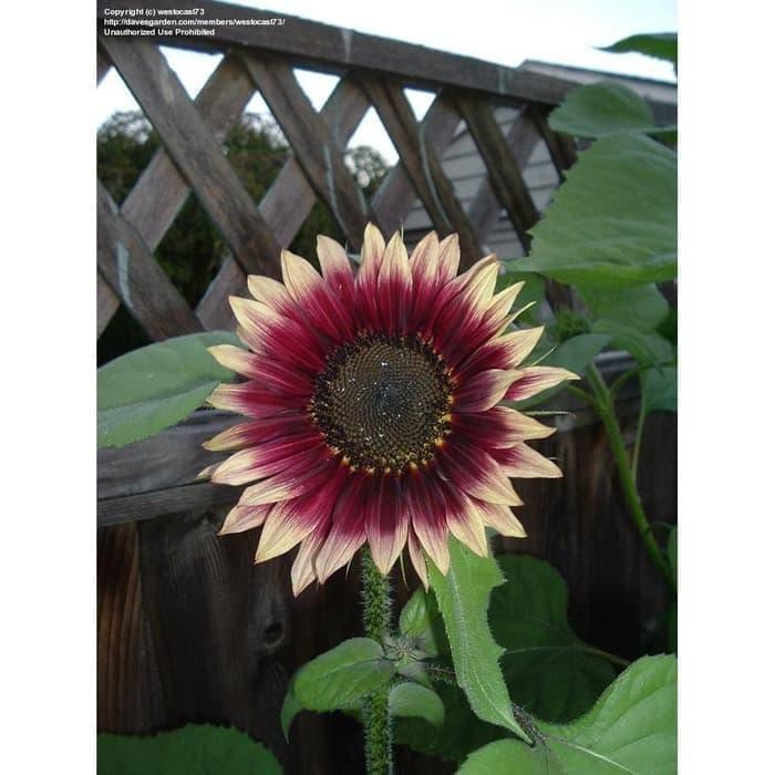 Jual Benih Biji Sunflower Ruby Eclipse Bunga Matahari Bicolor Isi 10 ...