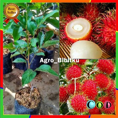 Jual BIBIT RAMBUTAN SUPER BENIH TANAMAN BUAH RAMBUTAN UNGGULAN ASELI ...