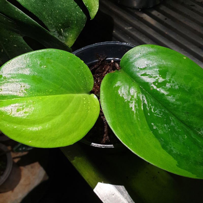 Jual Scindapsus Treubii Moonlight Marmorata Varigata Kuning (Yellow ...