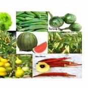 Jual ufairah paket hemat benih sayuran 22 jenis | Shopee Indonesia