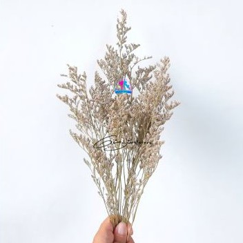 Jual Dried Flower Rustic Caspia Bunga Kering Lovergrass | Props Foto ...