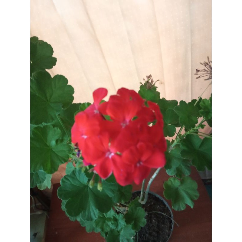 Jual Bibit Bunga Geranium Merah True Seeds (Red Pelargonium) | Shopee ...