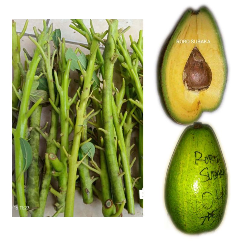 Jual 1 (#entres / #endtrees / #pucuk / #cutting / #batang segar) # ...