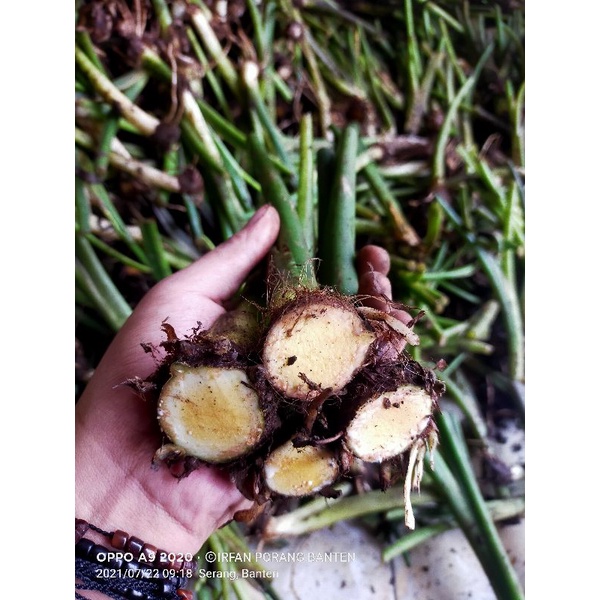 Jual bibit talas beneng asli kuning per batang | Shopee Indonesia