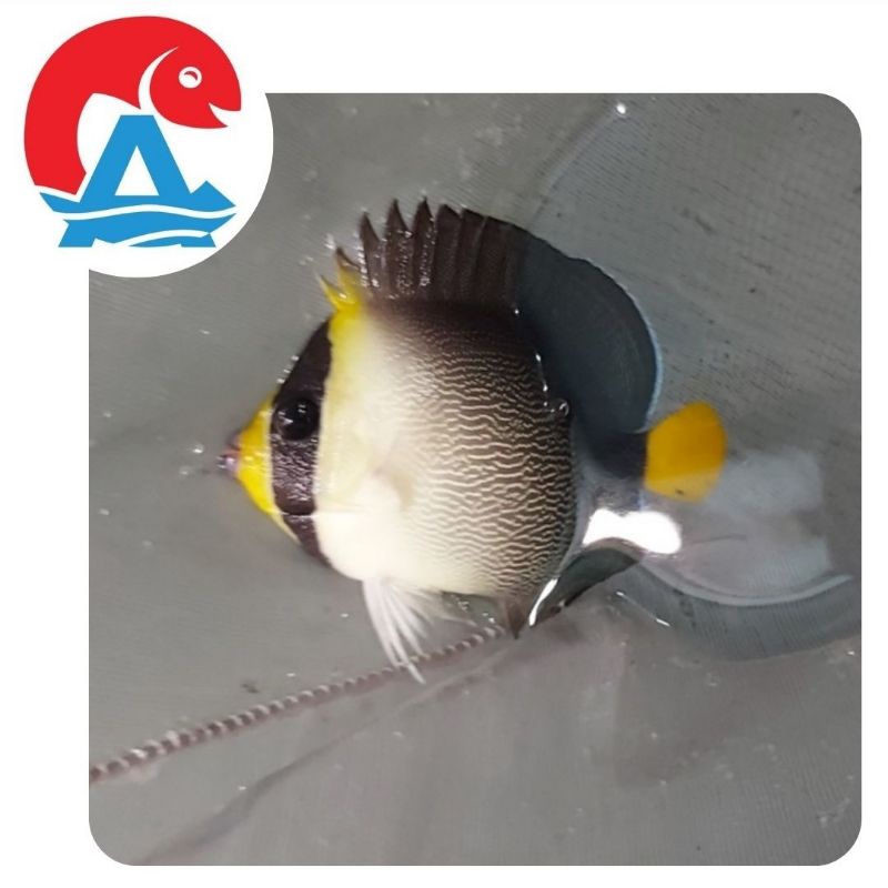 Jual Ikan Hias Laut Angel Marmut | Shopee Indonesia
