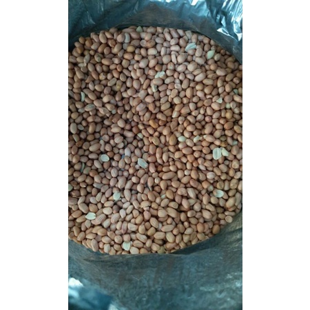 Jual Kacang Tanah Mentah Loss India Kualitas Bagus @ 1Kg | Shopee Indonesia