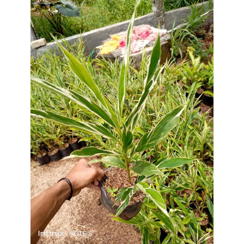Jual TANAMAN ONJE VARIGATA - KECOMBRANG VARIGATA | Shopee Indonesia