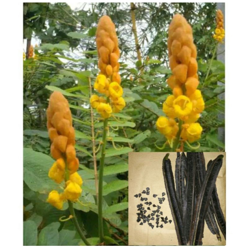 Jual Biji Benih Ketepeng 50 benih / kaskado genus senna / Benih ...