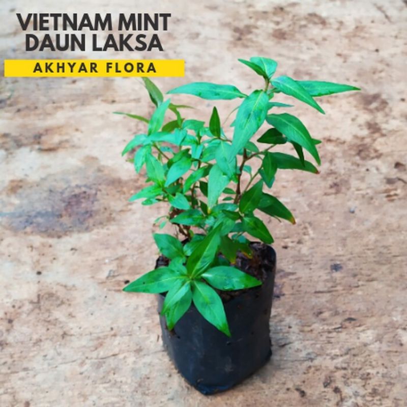 Jual Mint Vietnam Tanaman Herbal Daun Laksa Daun Kesum Bumbu Masak ...