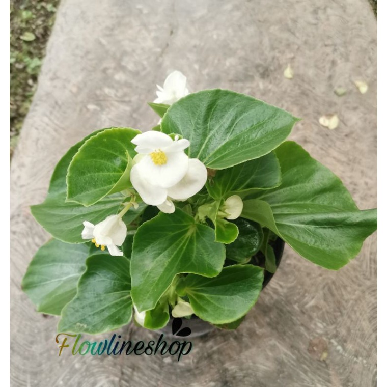 Jual tanaman hias edible flower begonia bali putih | Shopee Indonesia