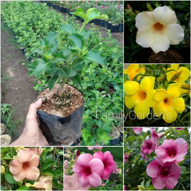 Jual Tanaman Hias Bunga Alamanda Bermacam Warna | Shopee Indonesia