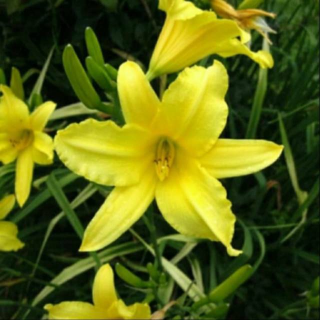 Jual POHON BUNGA DAY LILY-tanaman bunga perdu day lily bunga kuning ...