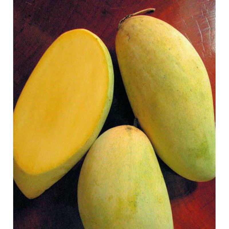 Jual Bibit Mangga Kiojay Jumbo Okulasi (BISA COD) | Shopee Indonesia