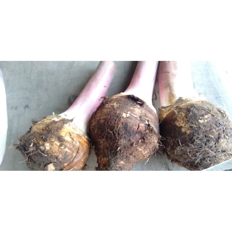 Jual Bentoel Talas umbi bentul minim order 4 kg@ kilogram | Shopee ...