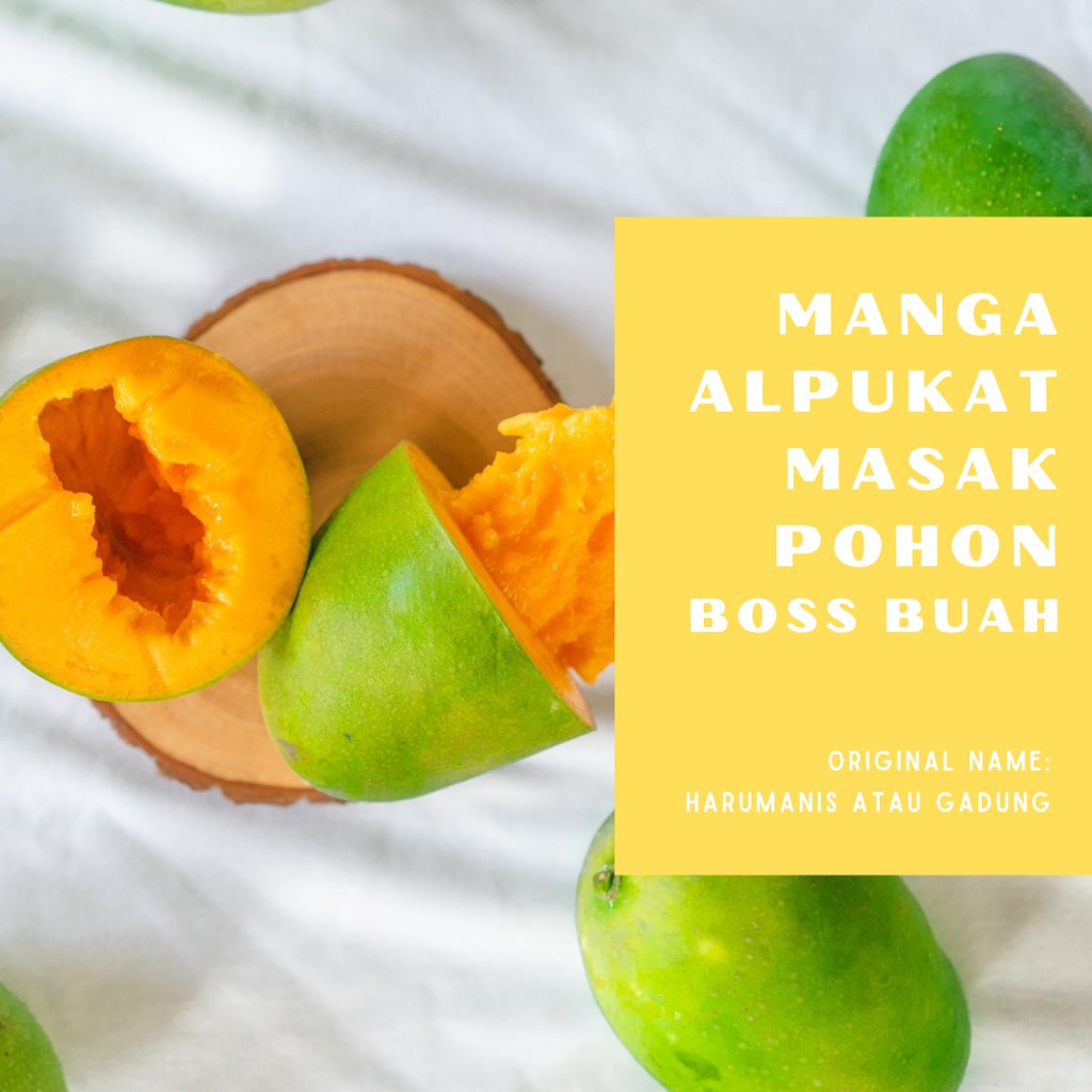 Jual MANGGA ALPUKAT/HARUMANIS 5 KG MASAK POHON ASLI DIJAMIN MANIS(harga ...